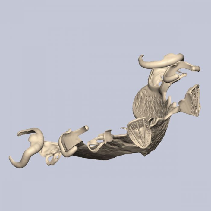 Exocad Stand Alone - Partial CAD Module – CM MEDICAL - Digital ...